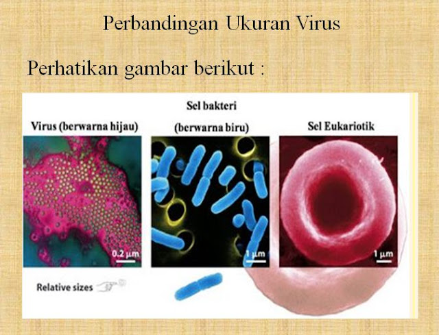 Perbandingan Ukuran Virus