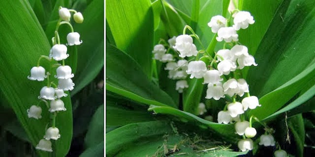 10 Bentuk Bunga Paling Unik Di Dunia