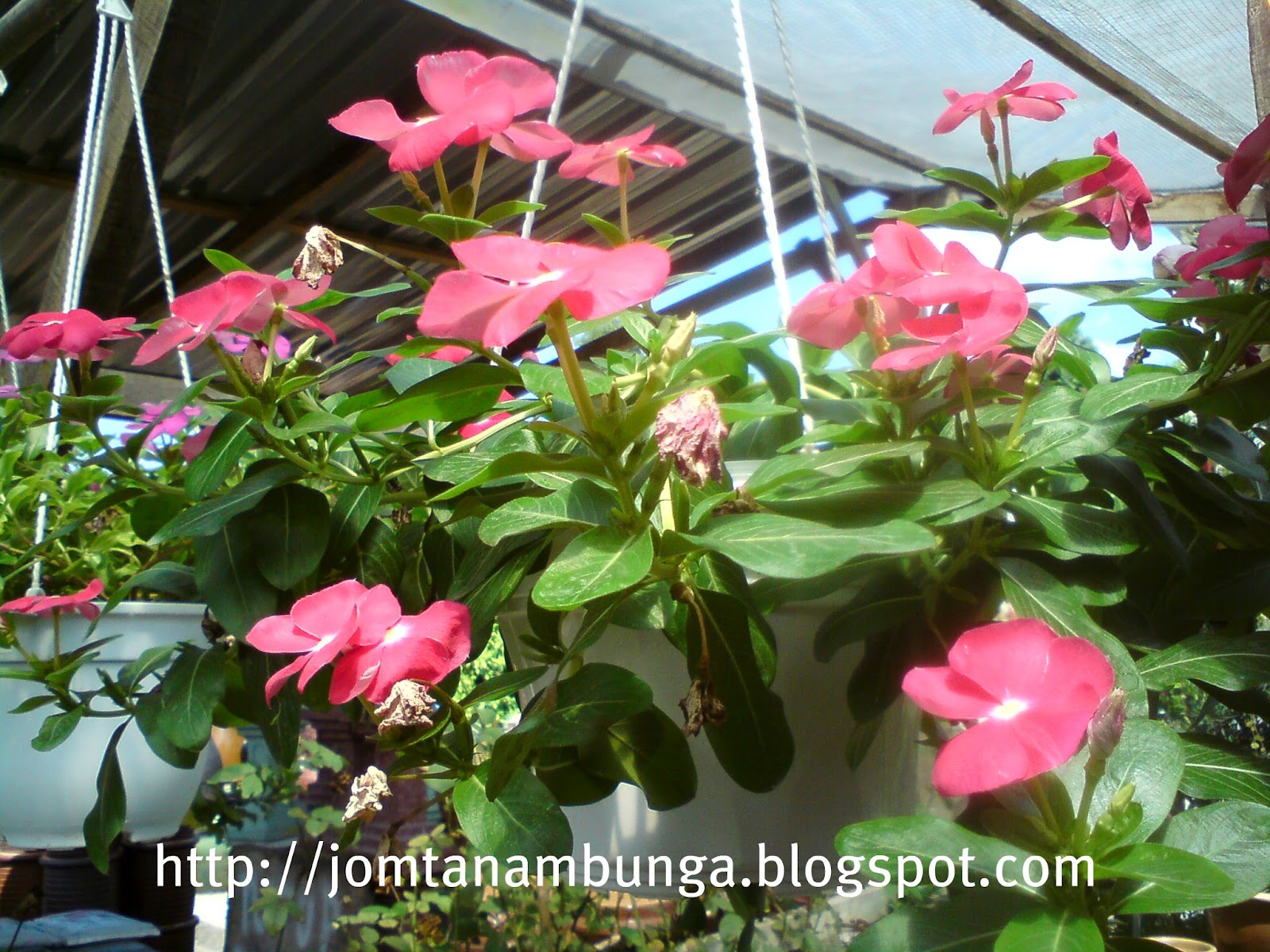 Jom Tanam Bunga: Bunga Dihukum Gantung?