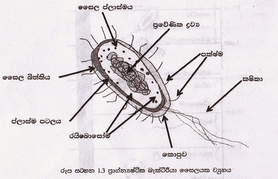 Sri lankan Education Blog: March 2015