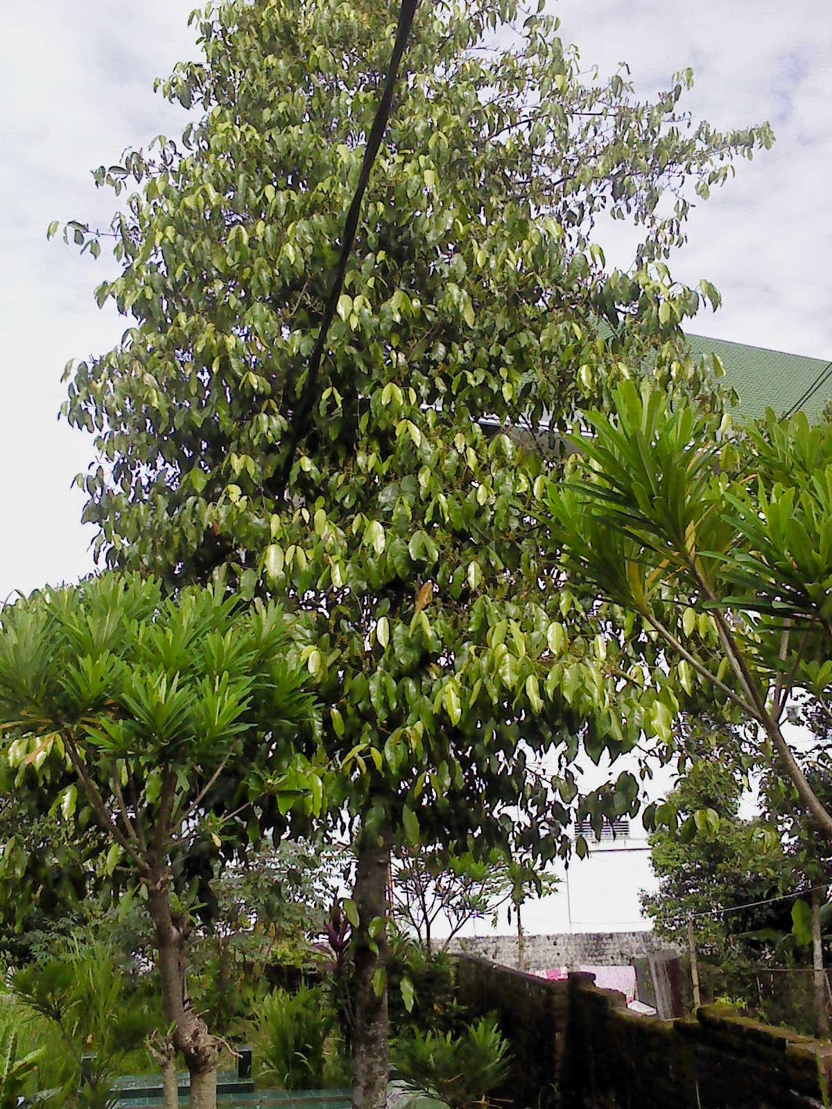 Klasifikasi Melinjo (Gnetum gnemon)