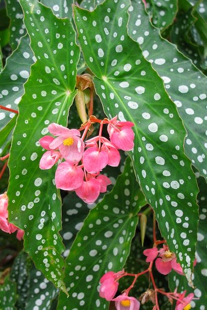 cvece za baste | dvoriste | sobe : begonija | begonia semperflorens ...