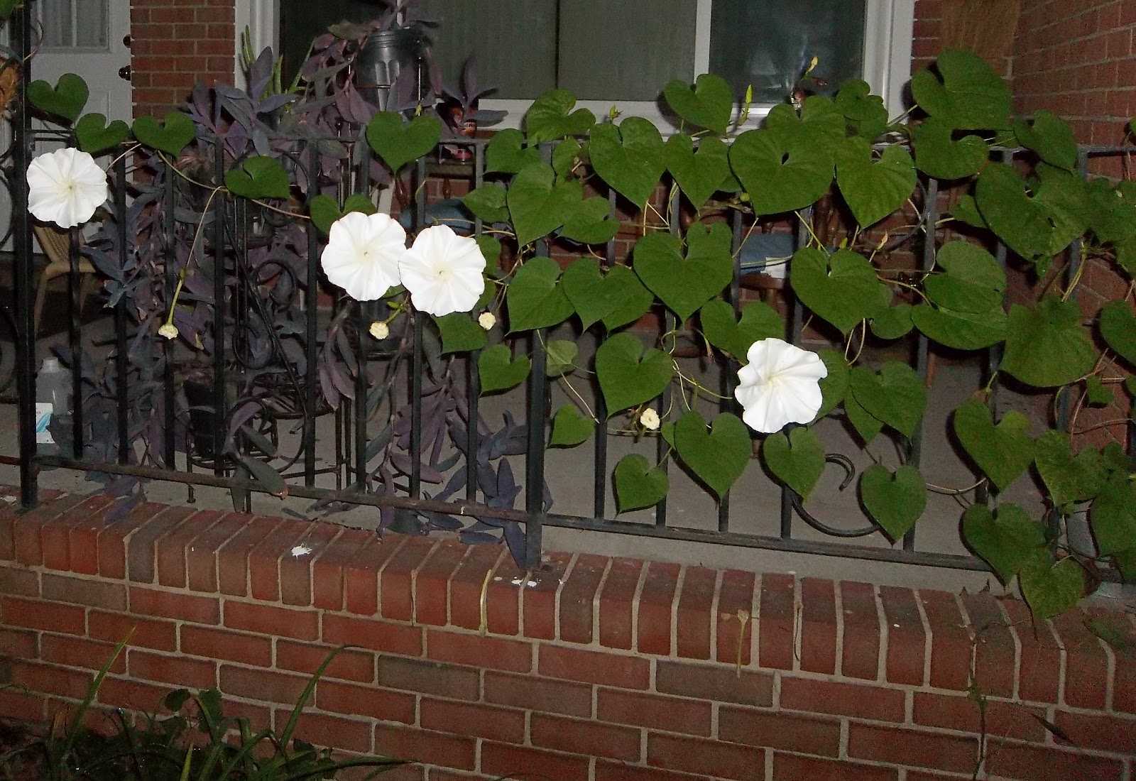 MLBsGarden: Moonflowers