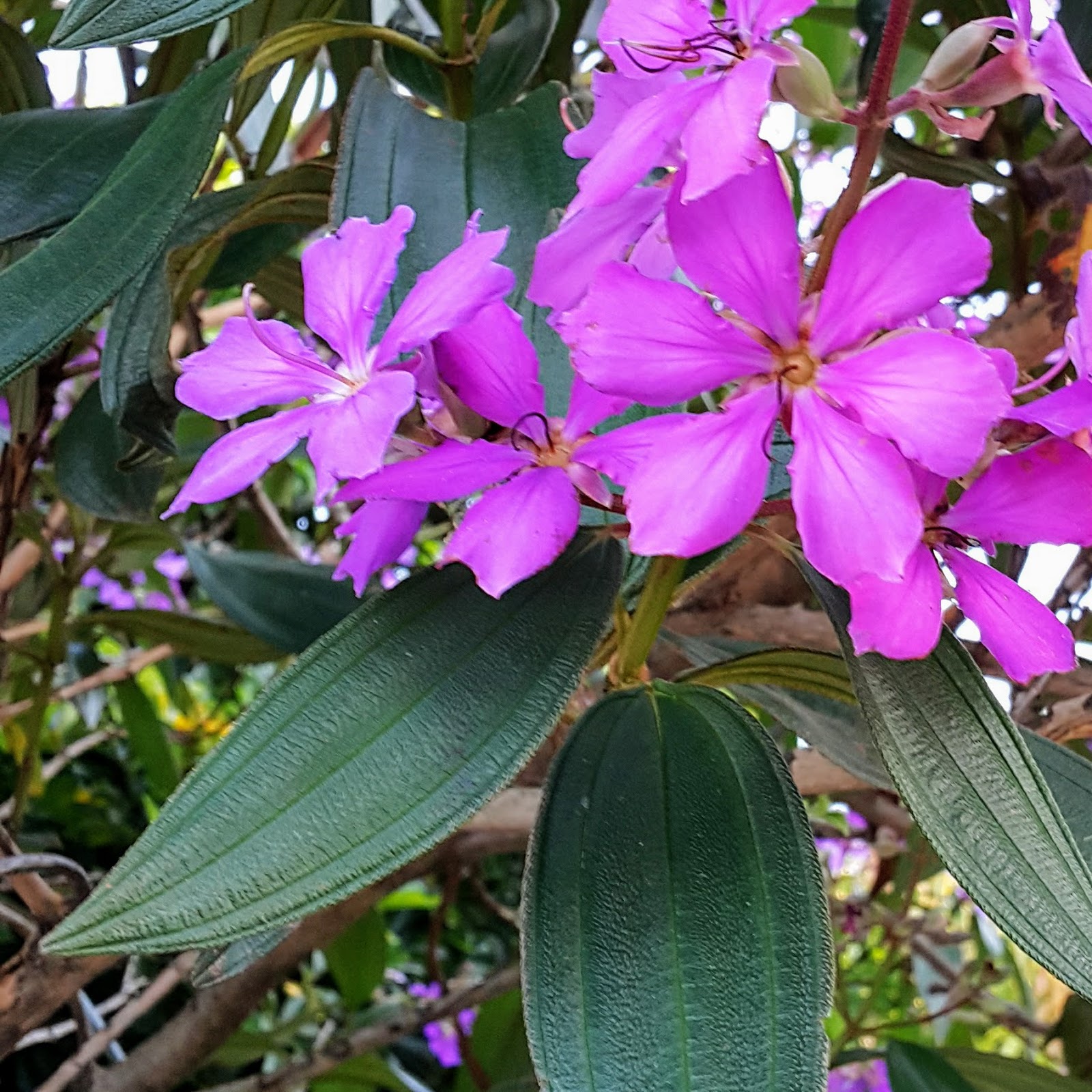 "Verdade//aspas" : 👪 Melastomataceae (Tibouchina granulosa)
