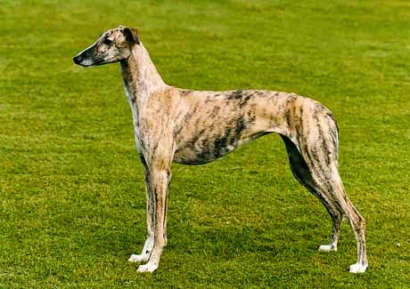 Hablando de Veterinaria...: Galgos, un corazón con patas