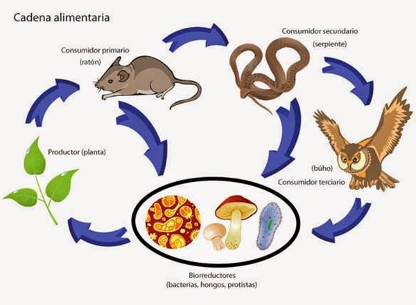descomponedores y tramas troficos