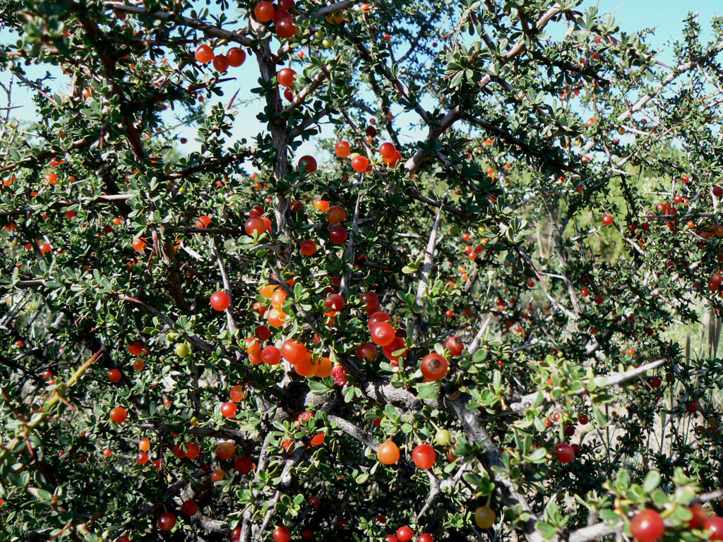Argentina nativa: Piquillín (Condalia microphylla)*