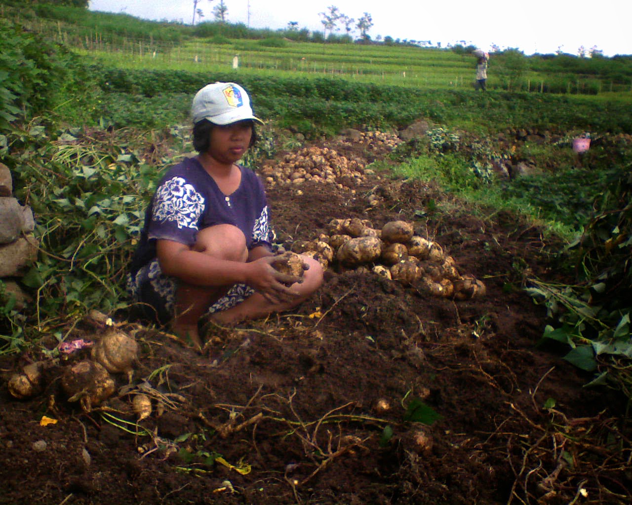 Khasiat dan Manfaat Ubi Jalar atau Ketela Rambat - G-Spot Healthy Living