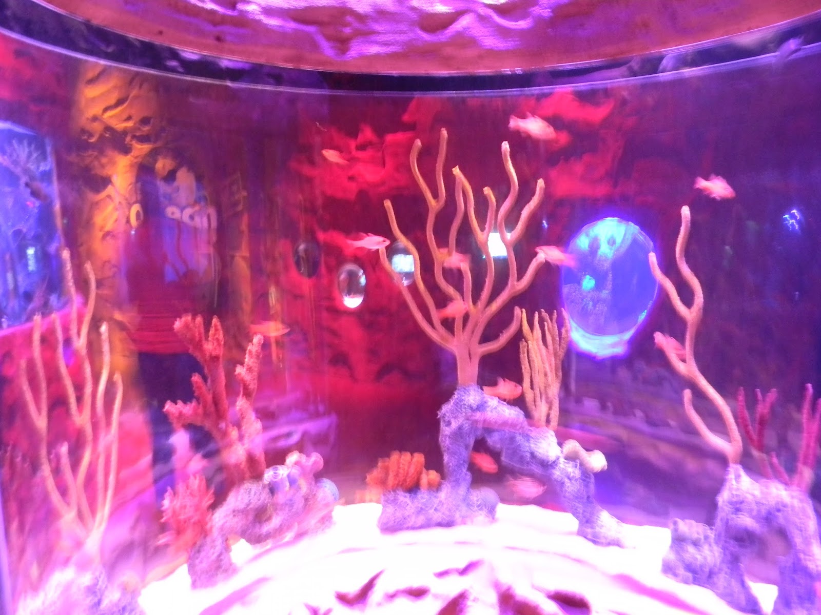 The "Unknown" Florida: Sea Life Aquarium- Orlando, FL