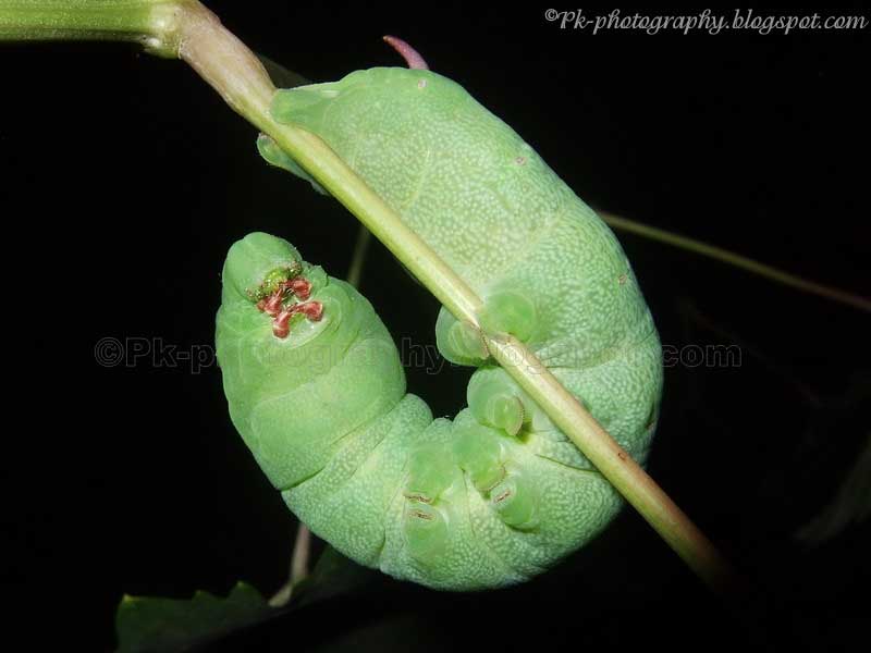 Green Caterpillars | Nature, Cultural, and Travel Photography Blog