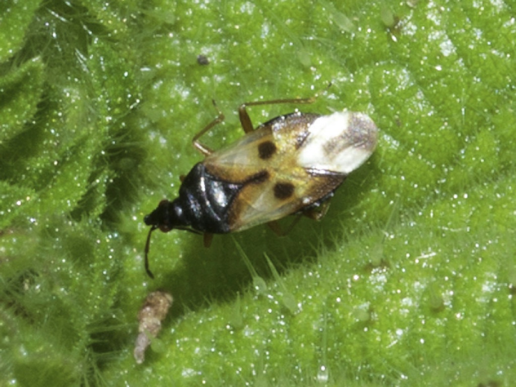 10 Very Common Garden Pests You Must Know About It - Garden Bible