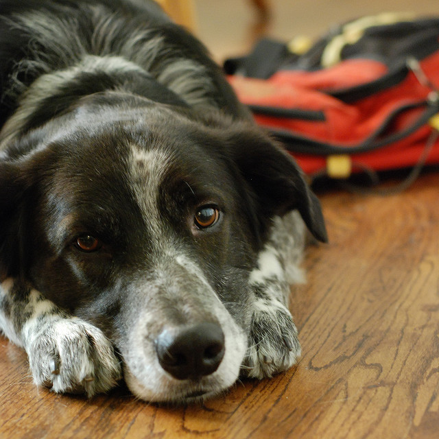 In praise of the Mutt | The Ark In Space