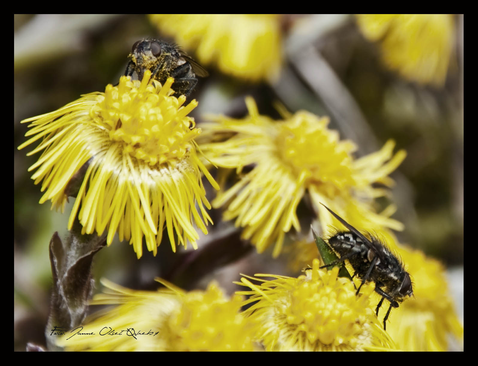 Janne 's Photography: Fluer