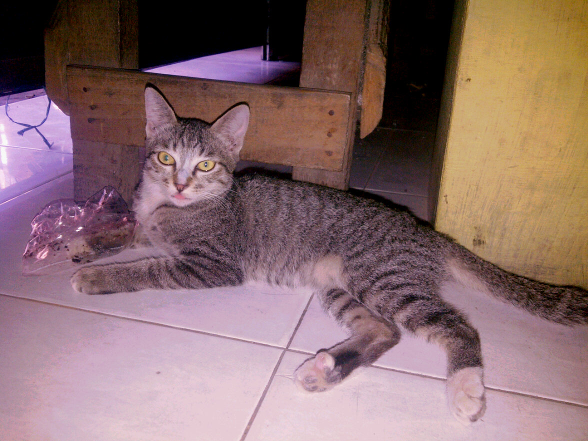 CARA MUDAH MERAWAT KUCING LOKAL AGAR SEHAT DAN BERSIH ~ WARUNG INFO