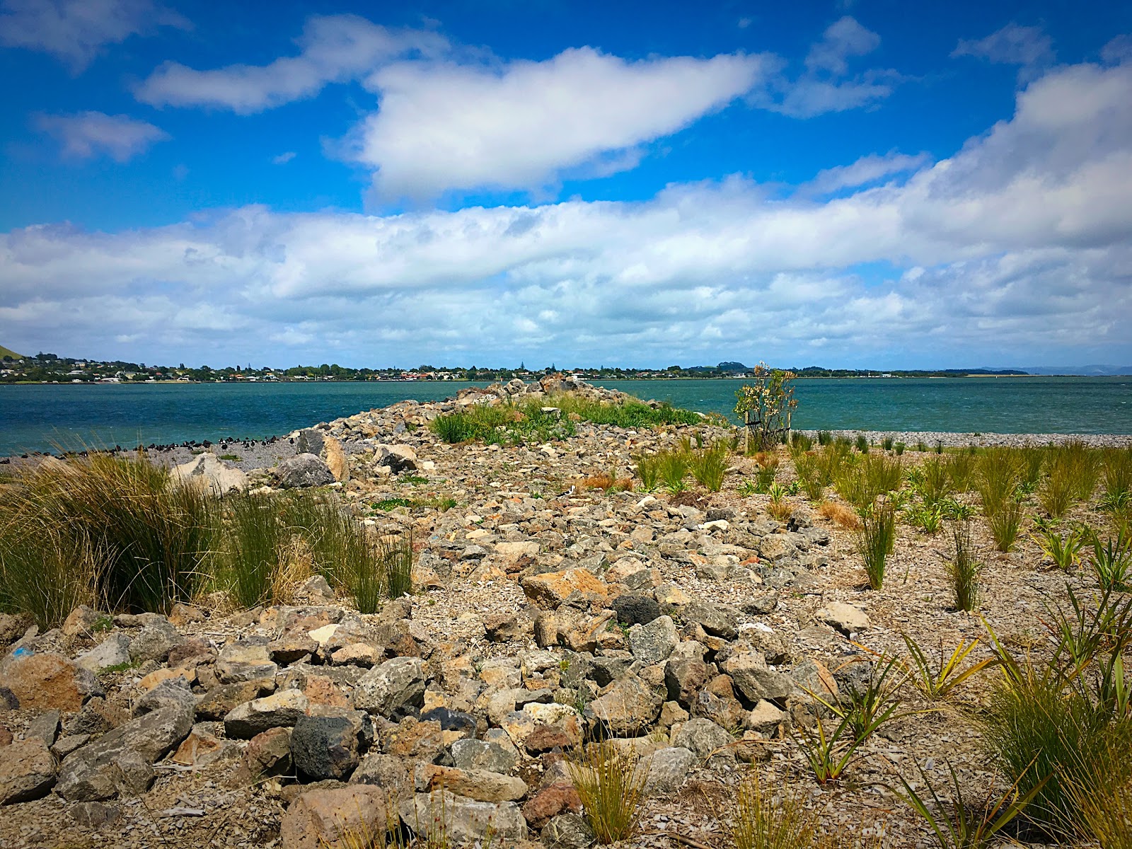 The Disappearing Blogger: THINGS TO DO IN AUCKLAND: ONEHUNGA BAY RESERVE