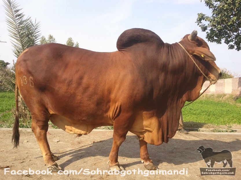 Sohrab Goth Gai Mandi Photos Gallery: Sahiwal Bachra For Sale 2013