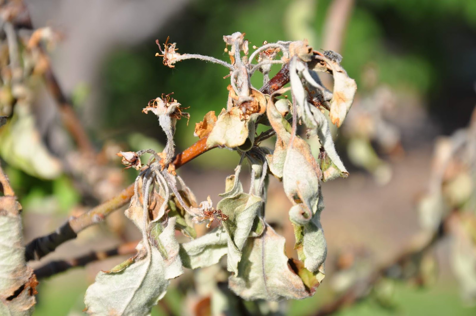 CO-Horts: Fireblight running rampant