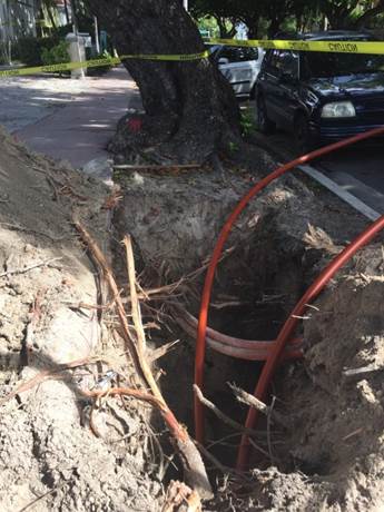 Mark's Urban Forest: Tree and Sidewalk Conflicts