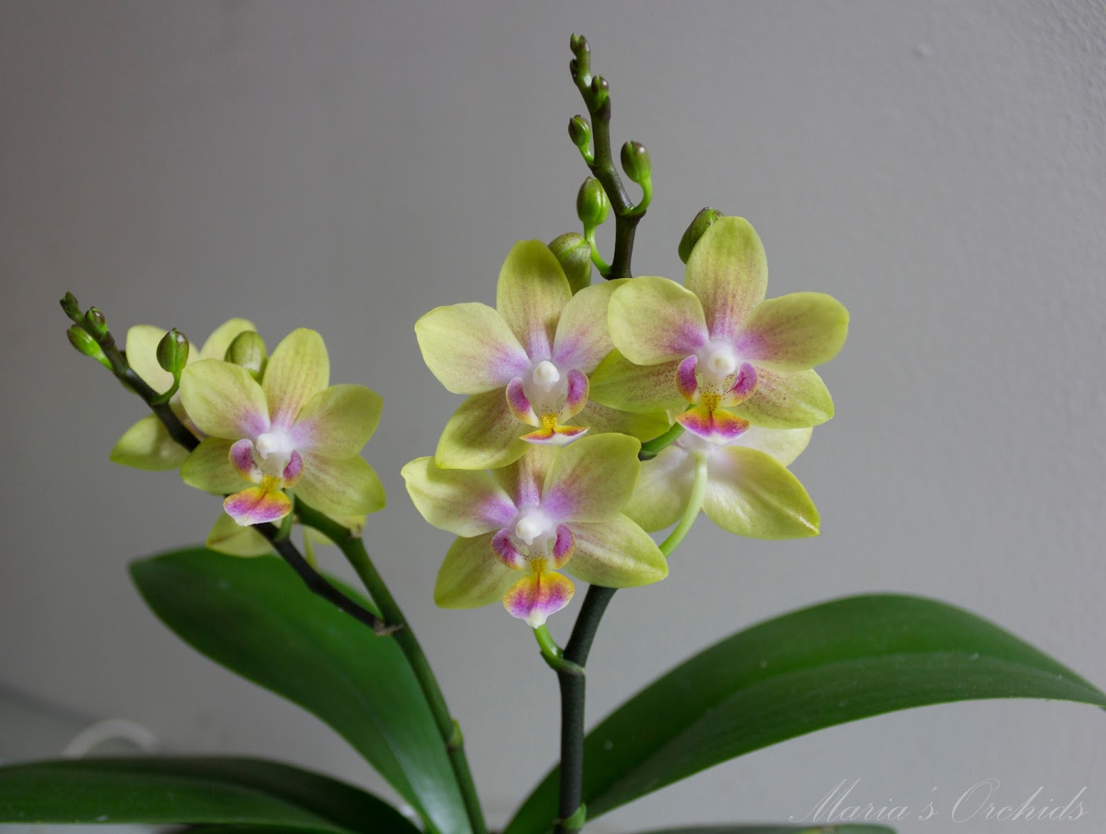 Maria's Orchids: Phalaenopsis Gold Tris 'Desk Pot' in full bloom