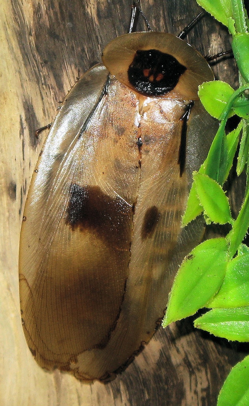 Hello São Paulo Brazil Magnificent!: Giant, Flying Cockroaches and Palm ...