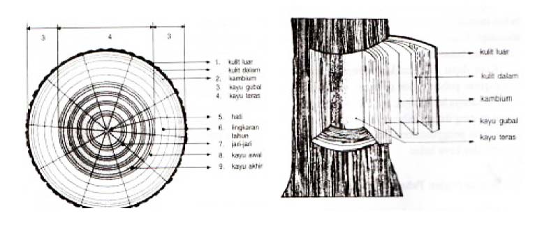 Sifat Fisik dan Mekanik Kayu | Materialpilihanku