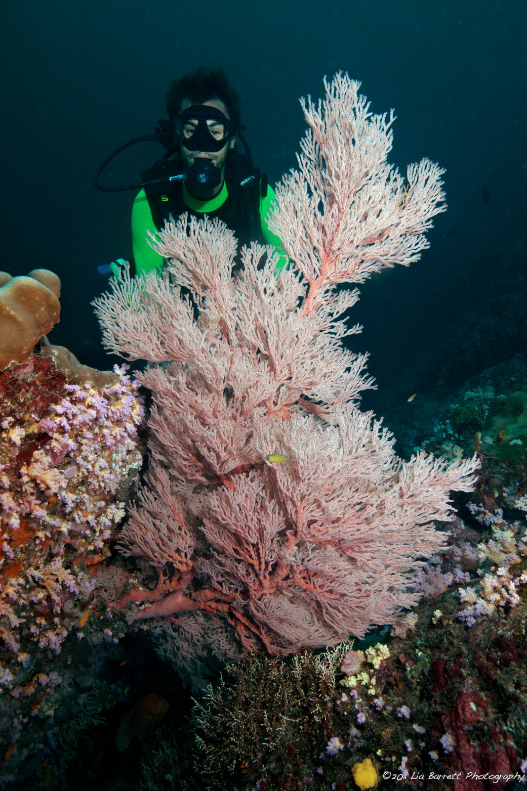 Similan Diving Safaris