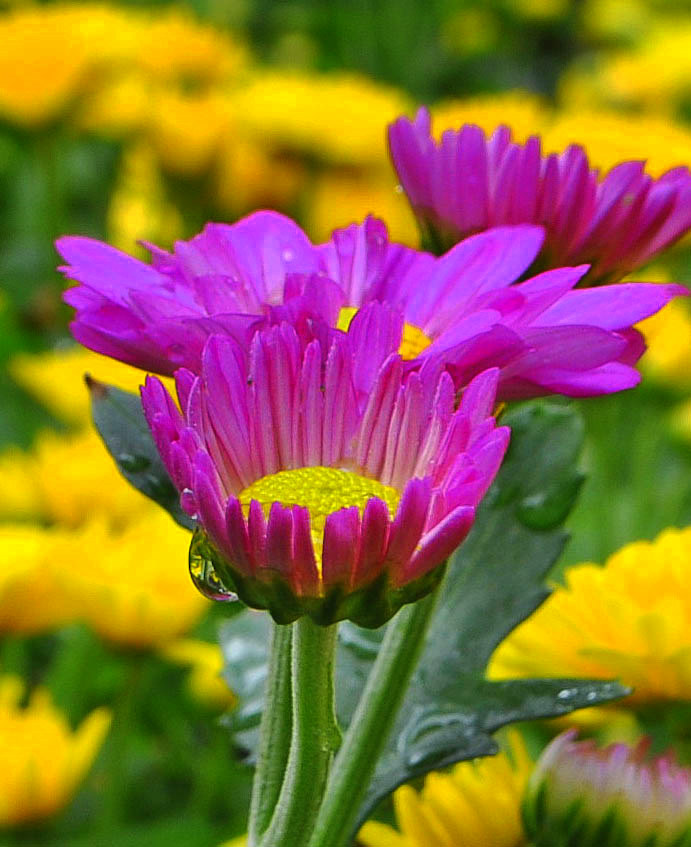 Pink Sunflower | photoblog | photoblogs | photoblog philippines ...