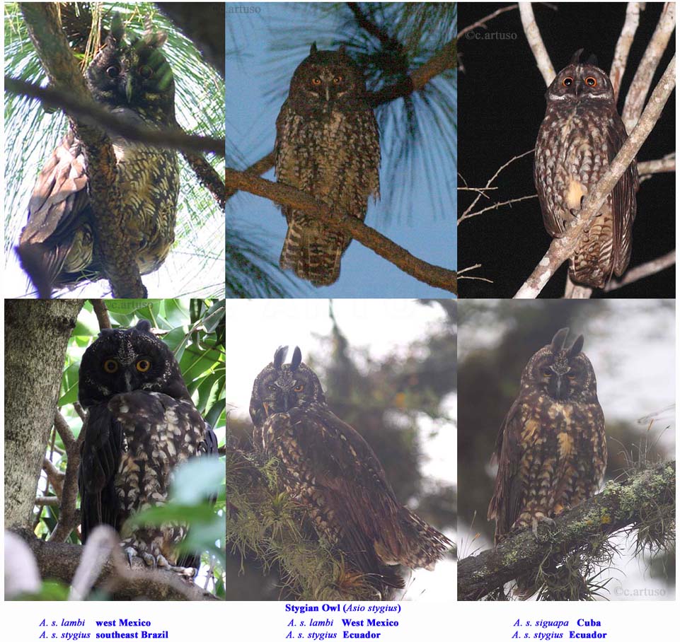 Christian Artuso: Birds, Wildlife: The many faces of the devil ...