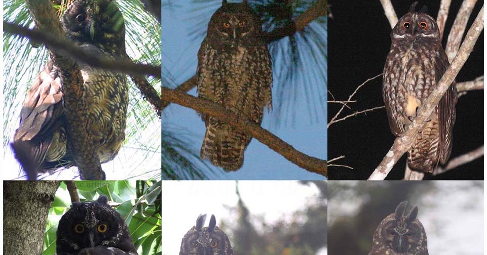 Christian Artuso: Birds, Wildlife: The many faces of the devil ...