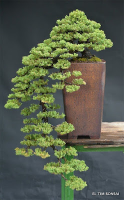 Bonsai Haven: BONSAI STYLE: CASCADE
