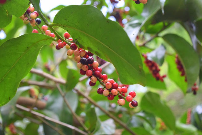 Fruits Stand: August 2017