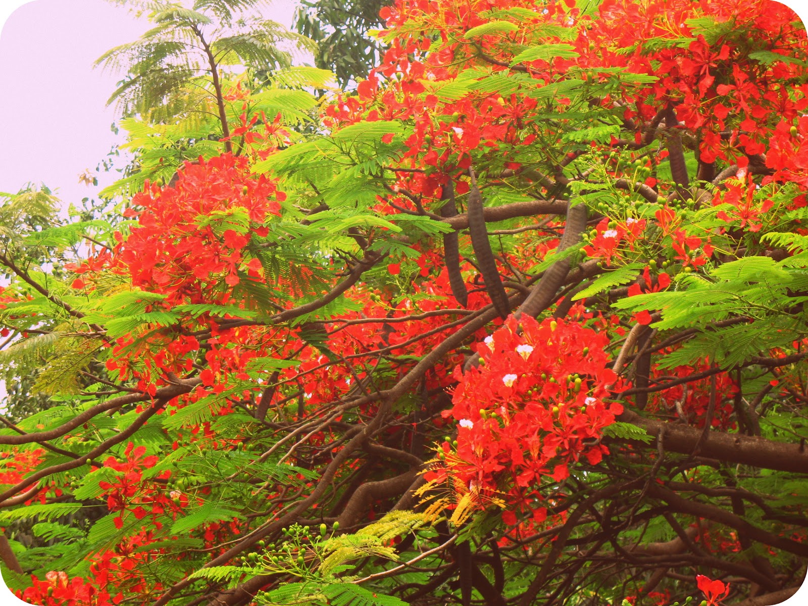 the plum tree: Scarlet