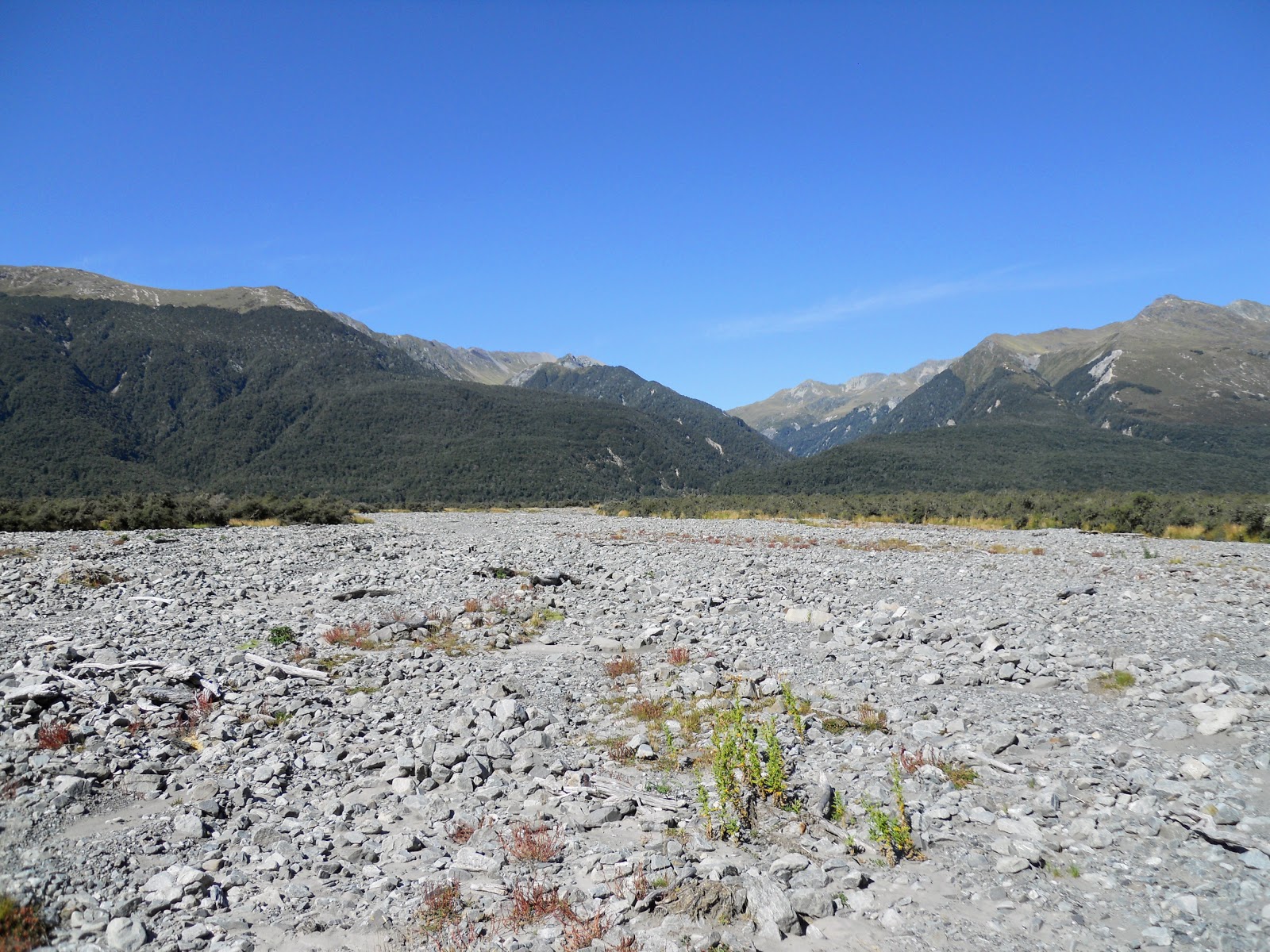 Tramping in the New Zealand backcountry: NZ Bush Adventures: Carrington ...