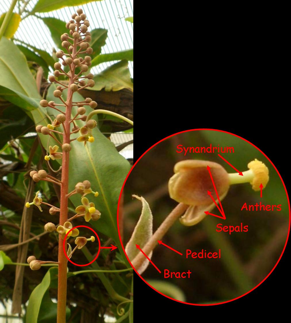 Flower Tales: January 2012