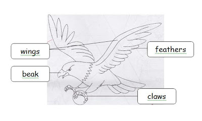 Science Year 3 The External Features of Animals