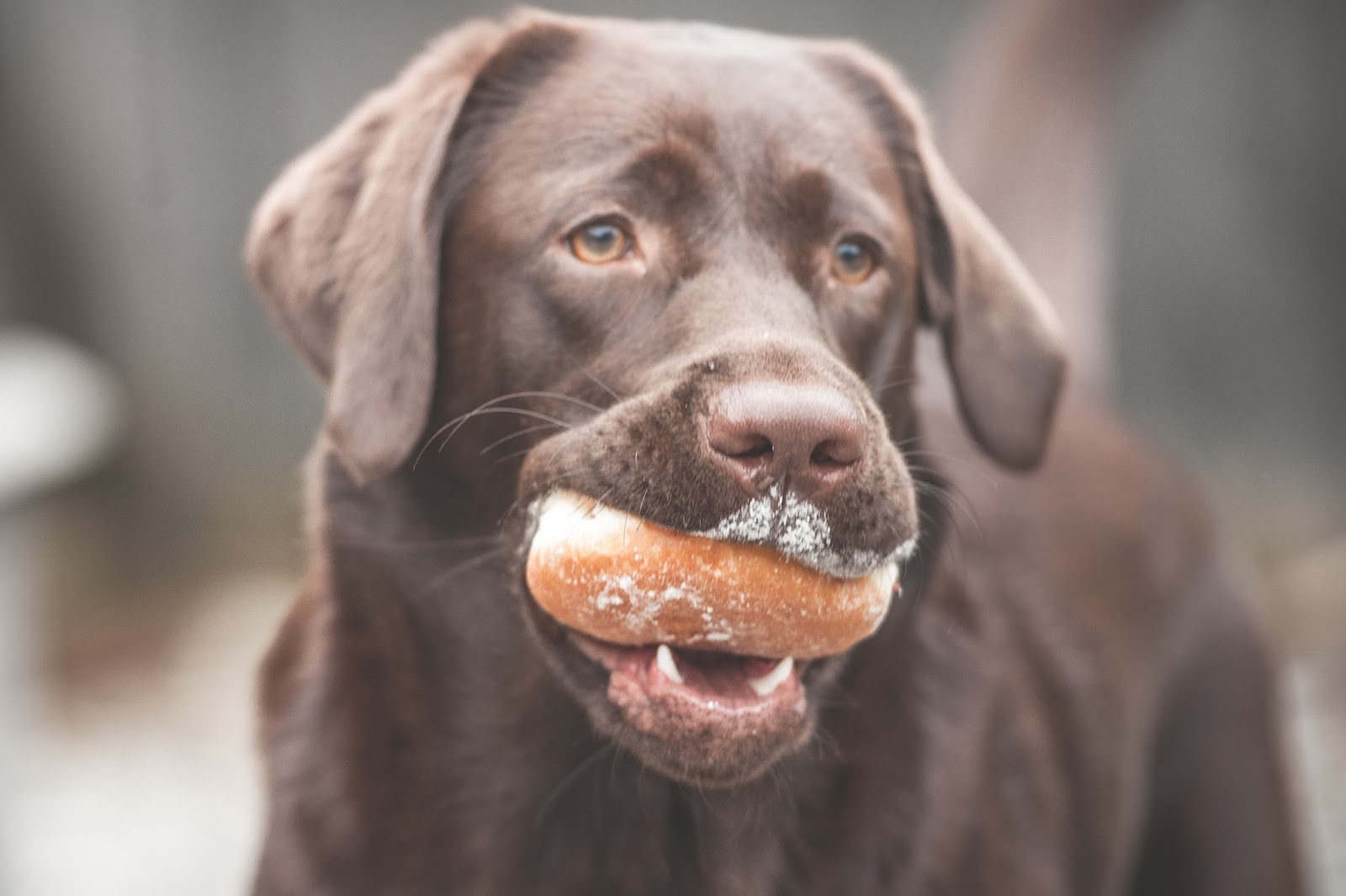 wanderrute: |DER LABRADOR - FUN FACTS|