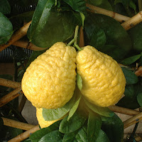 Cidra (Citrus medica) - Frutas del mundo