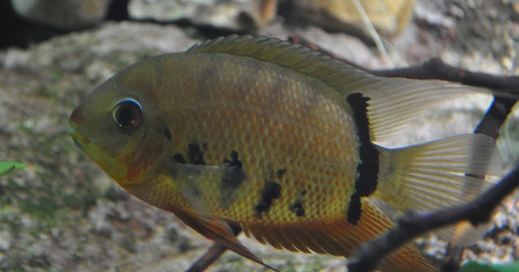 ZOOTOGRAFIANDO (6.100 ANIMALS): CÍCLIDO SEVERUM O FALSO DISCO / BANDED ...