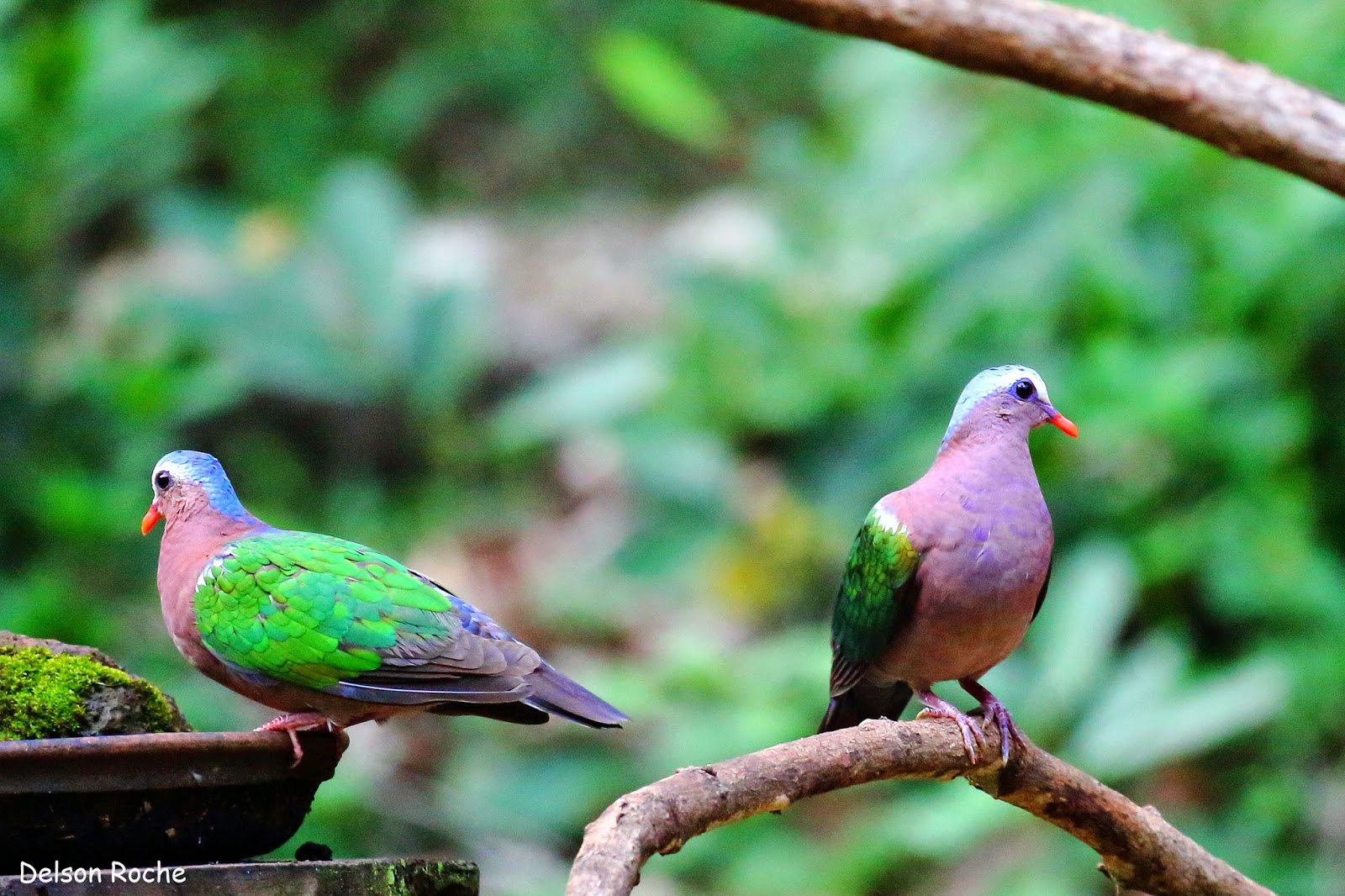 Friendly Animals: Emerald Dove