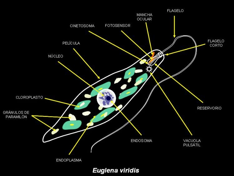 Los Protozoarios | Bio Blog.