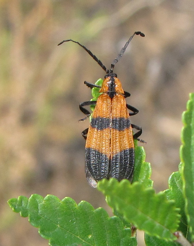 Bug Eric: A Beetle Mimicry Complex
