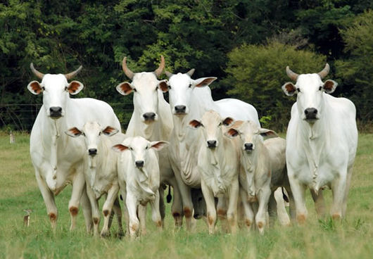 ASOCIACION ECOLOGISTA RIO MOCORETA: RAZA BOVINA NELORE