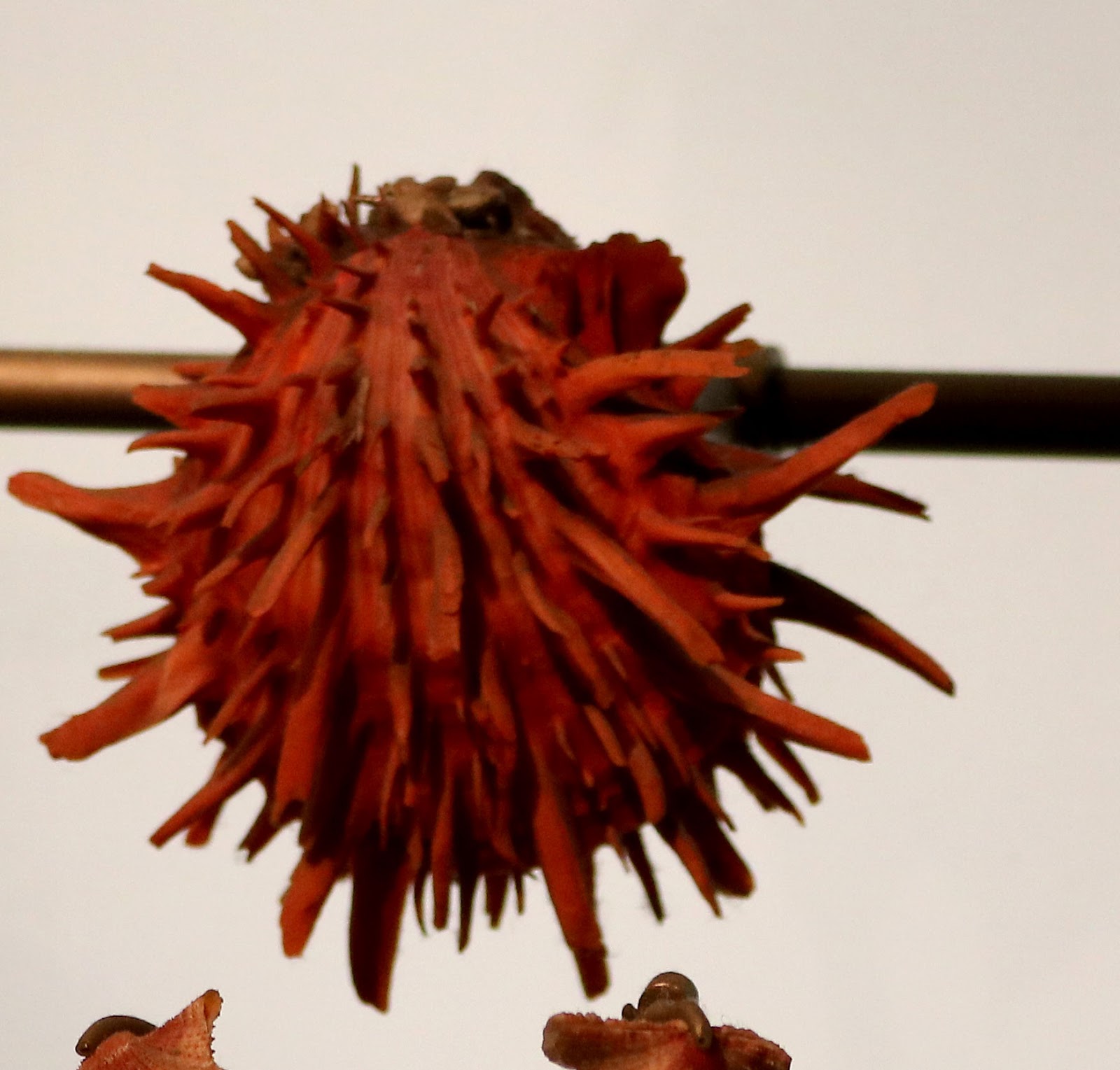 Louisville Fossils and Beyond: 11/01/2018 - 12/01/2018