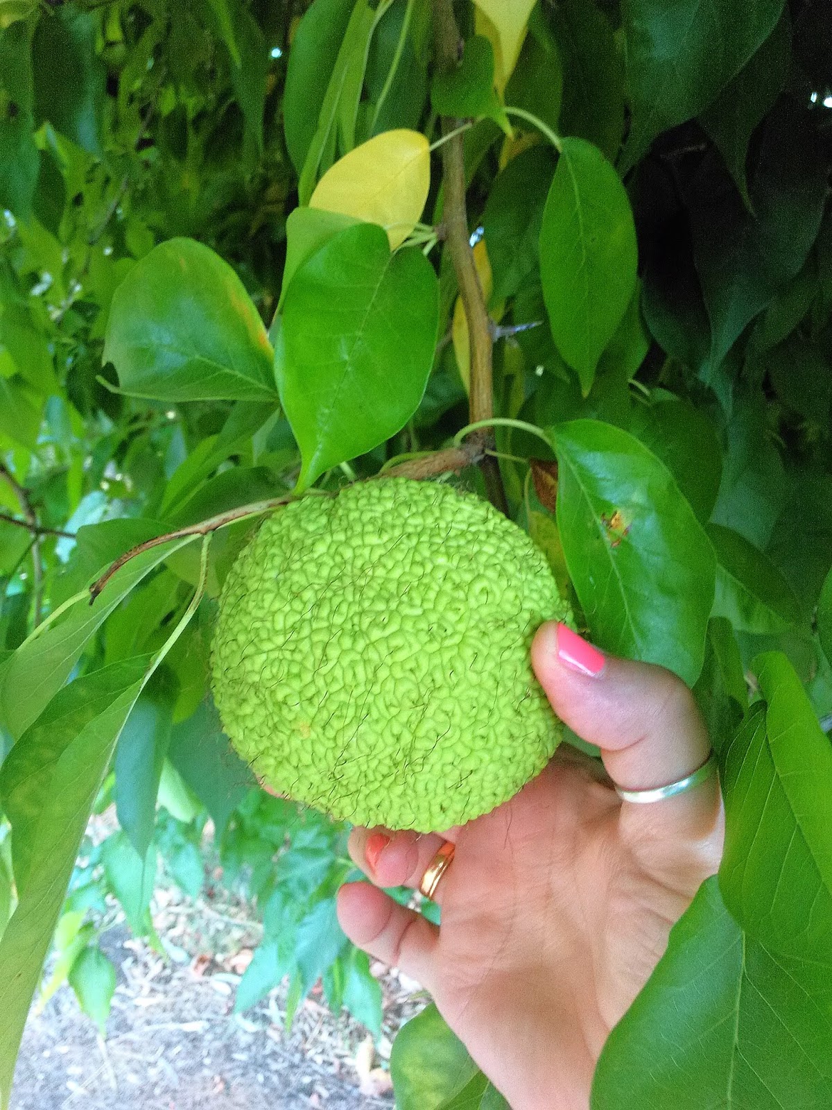 Espíritu de Árbol: Naranjo de los Osaje (Maclura pomifera)