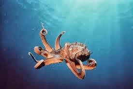 Xpect a Miracle Ministries: What Is A Spiritual Octopus?