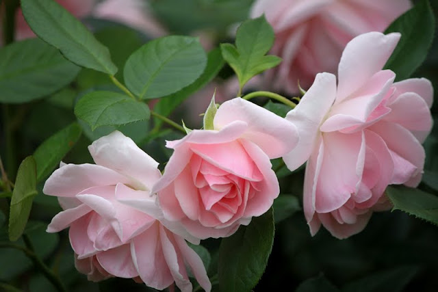 Rukin Roosa Ruusunen | Noora Näppilä