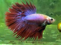 Betta fighting fish