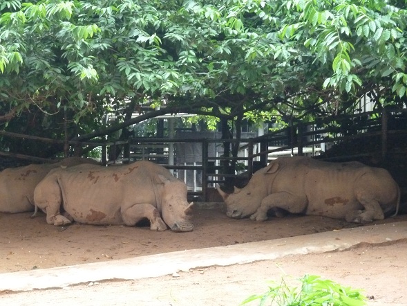 Ryan's Precious Moments: Singapore Zoo - Fragile Forest