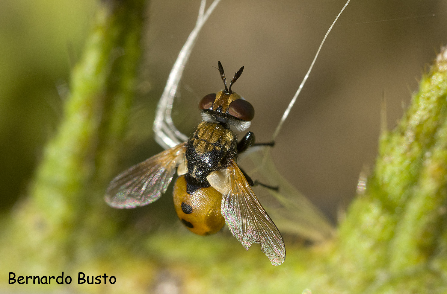 RÍA DE LA VILLA: Una pequeña mosca