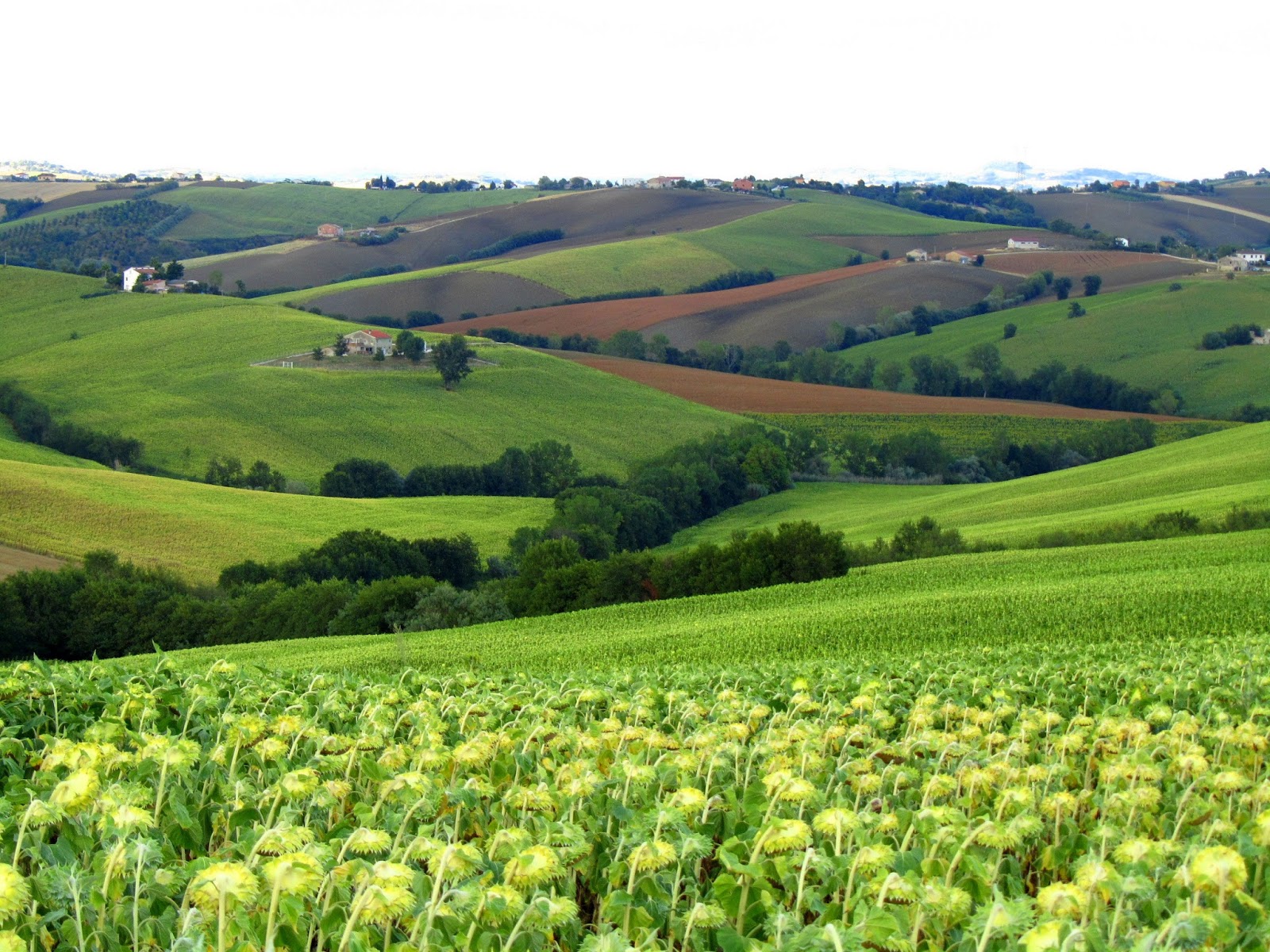 Cingoli e la campagna circostante